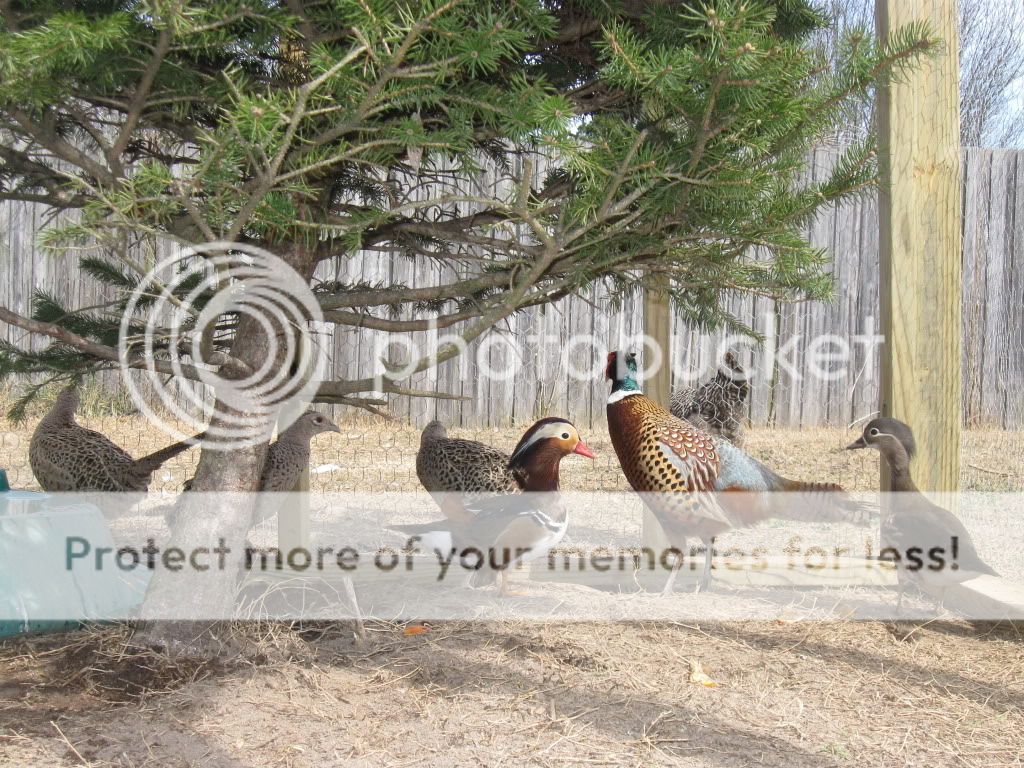 Pictures of Pheasant Housing/Run | Page 23 | BackYard Chickens - Learn ...
